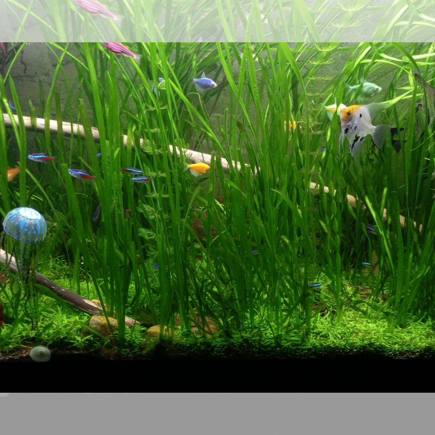 Валлиснерия