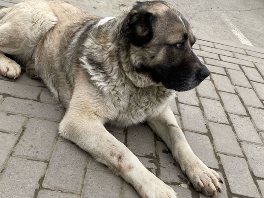 Алабай в добрые руки