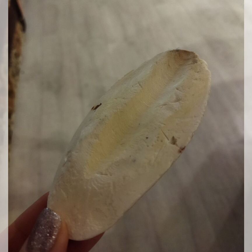 Сепия панцирь каракатицы