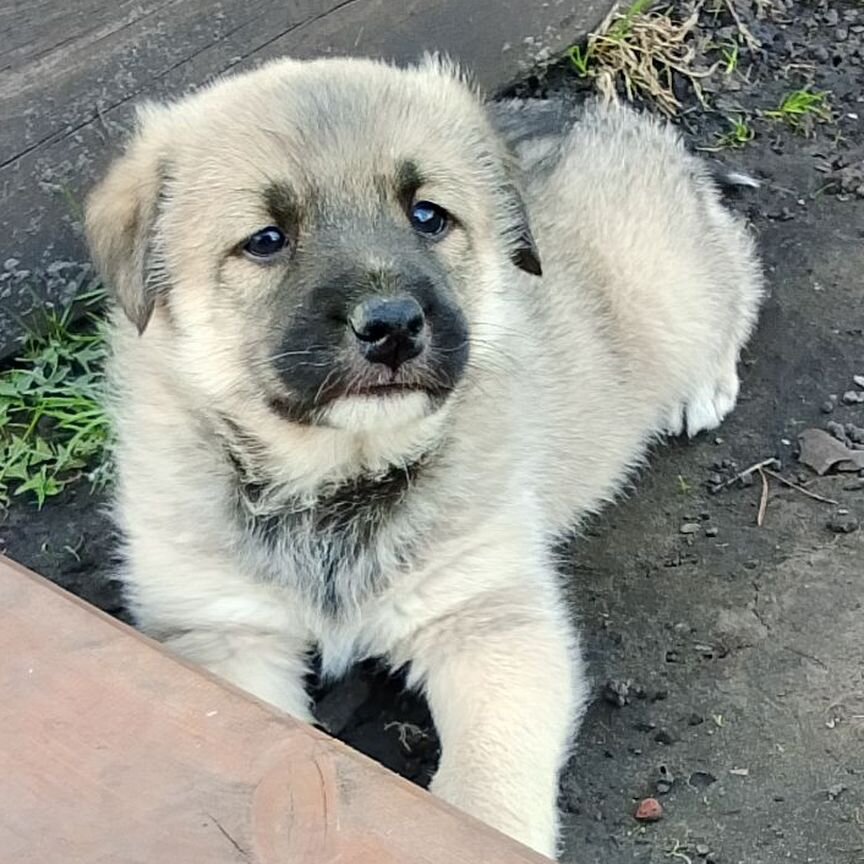 Щенок в добрые руки