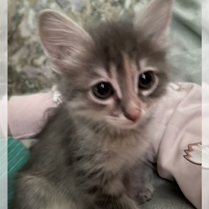 Отлам котенка