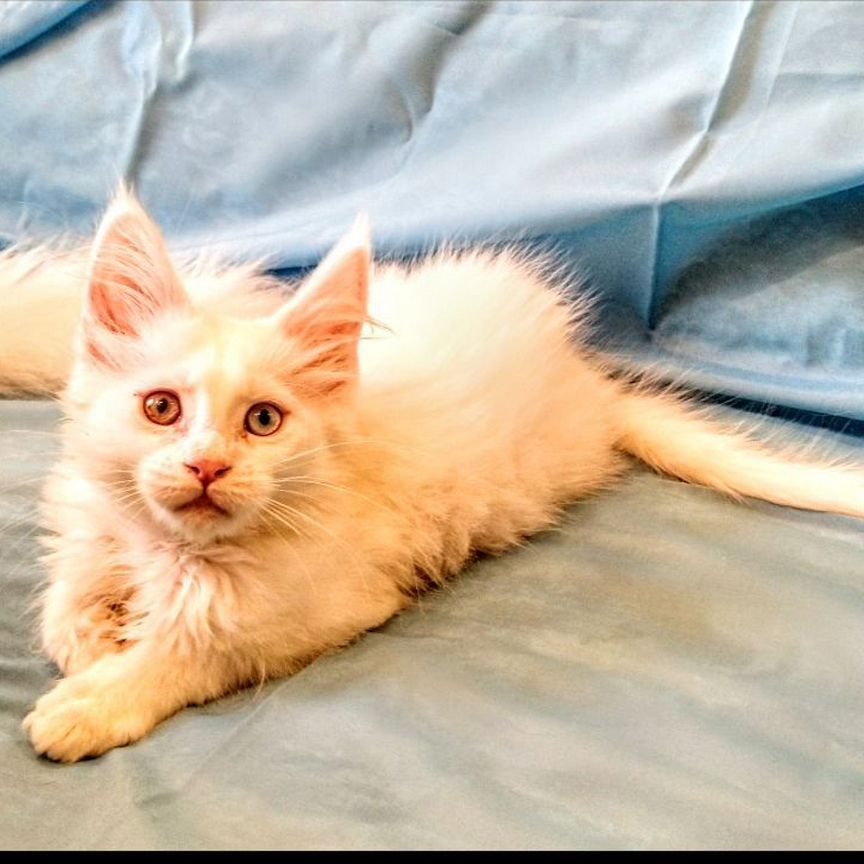 Мейн Кун разноглазая малышка