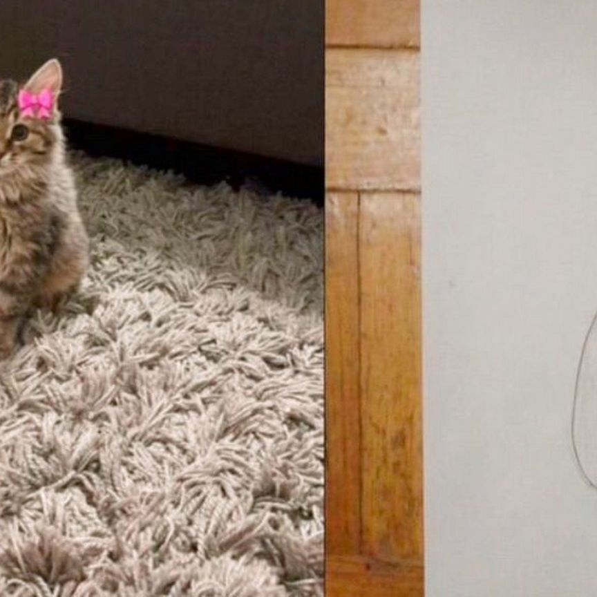 Рисую ваших питомцев