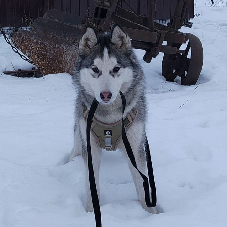Хаски Руфик