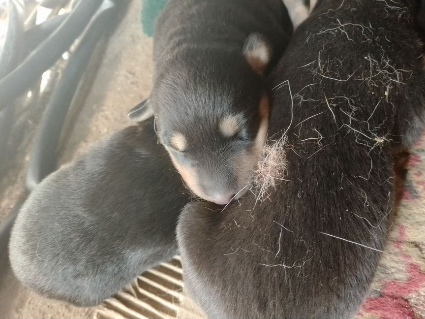 Щенки хаски бесплатно