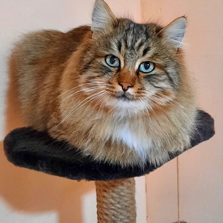Шикарный кот ждет тебя