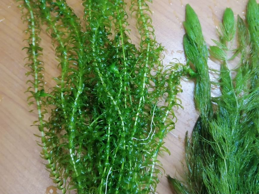 Растения для аквариума живые