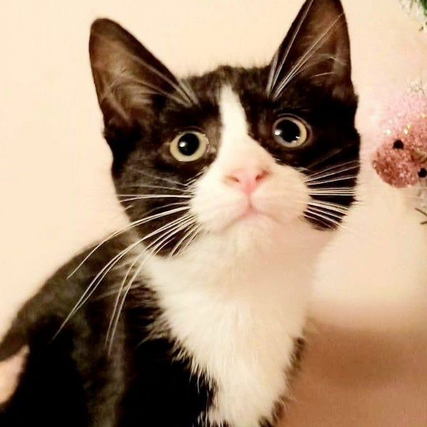 Котятя Вики и Ники в добрые руки