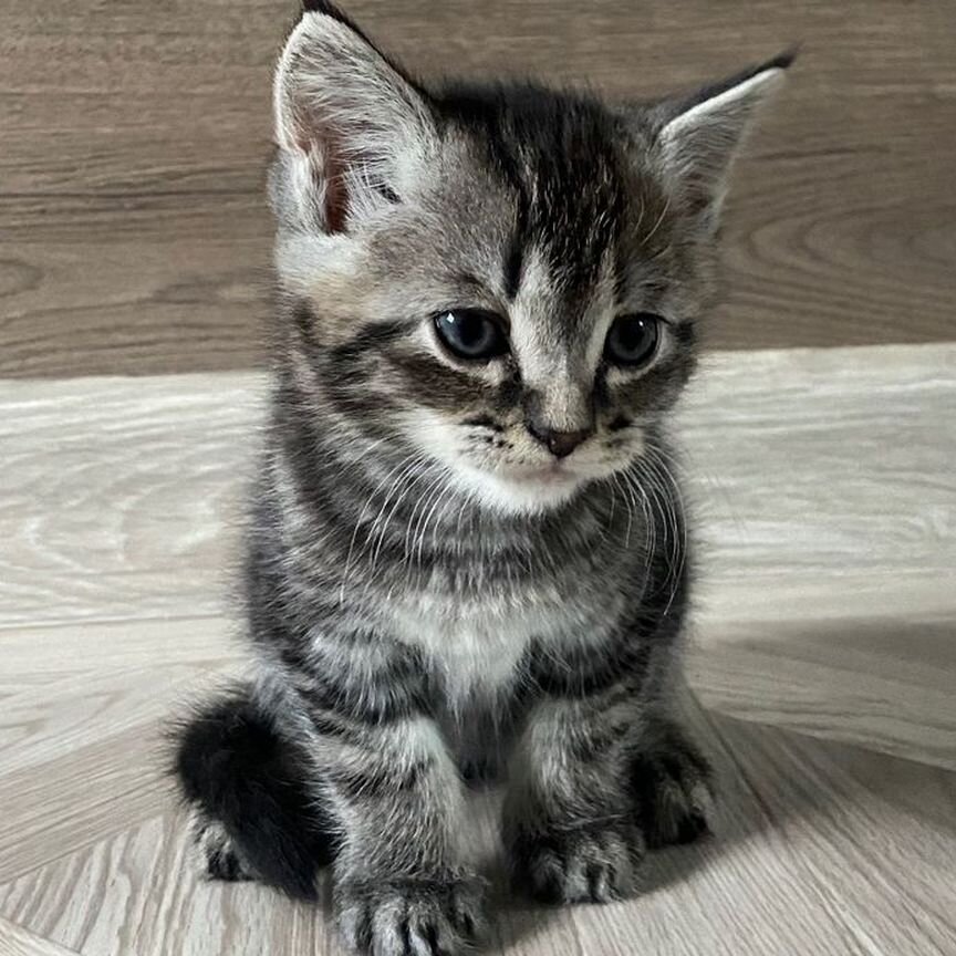 Шотландский прямоухий короткошёрстный котёнок