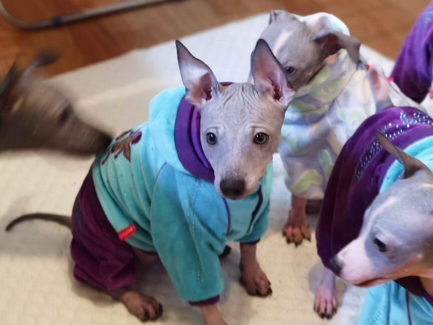 Американский голый терьер/ сфинкс