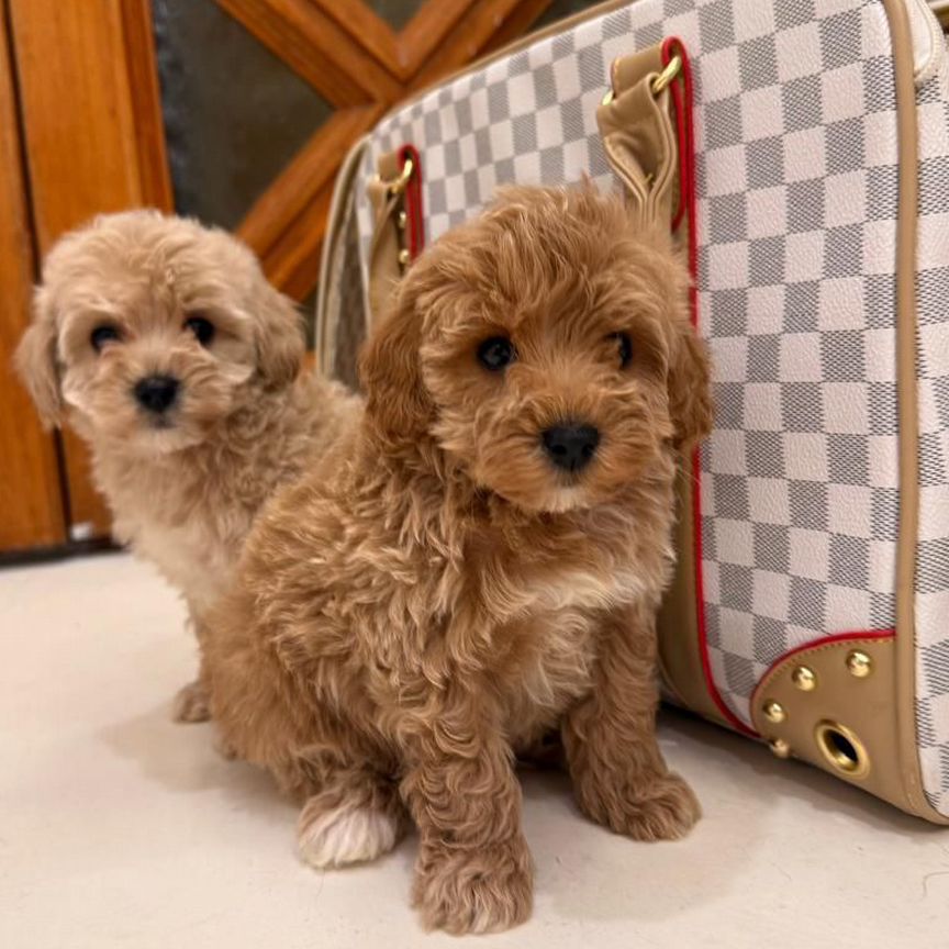 Той-пудель, щенок