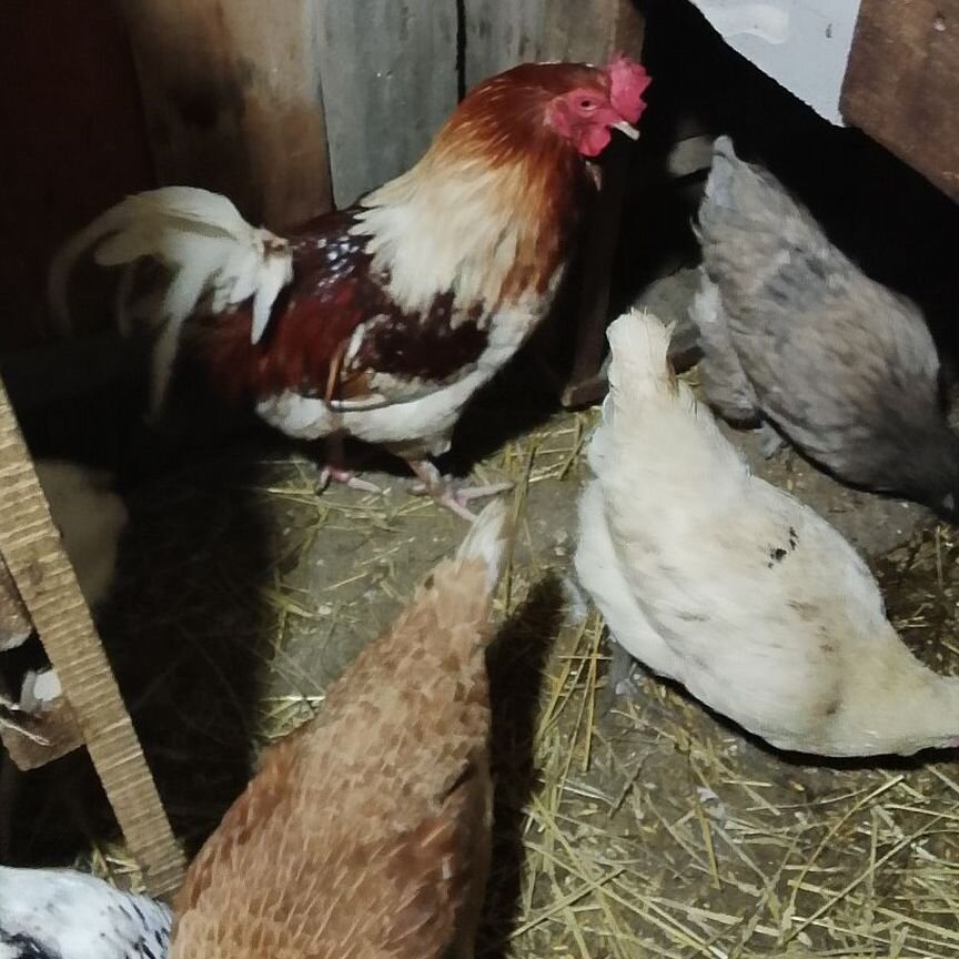 Молодые петухи