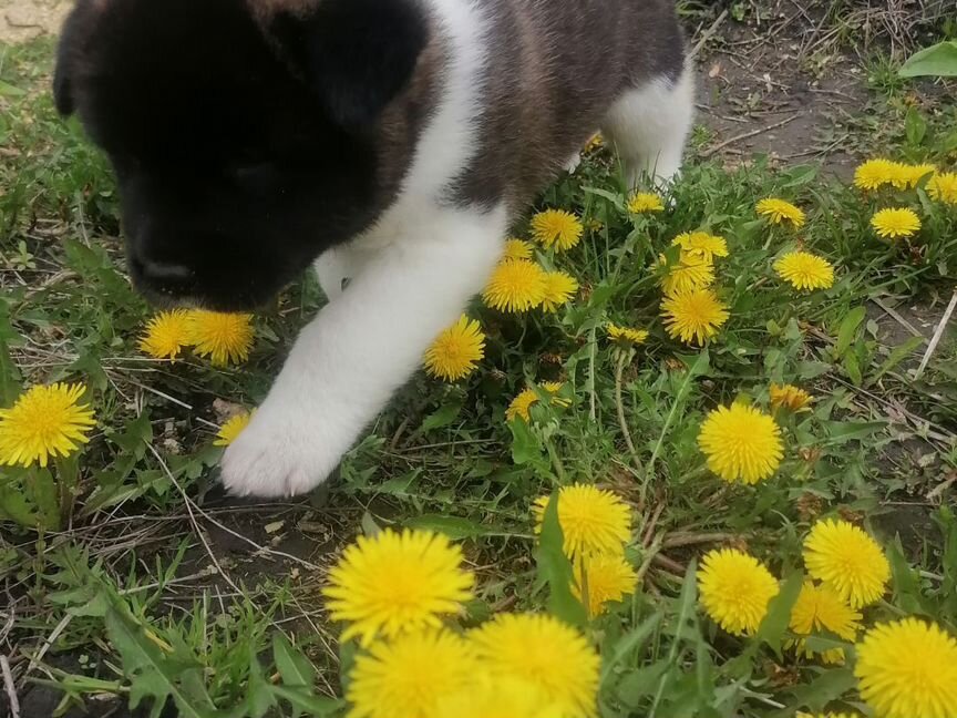 Щенки американской акиты