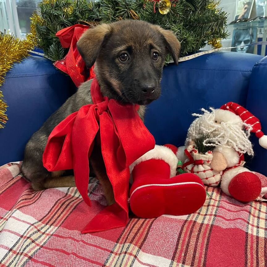 Малышка Букля в дар