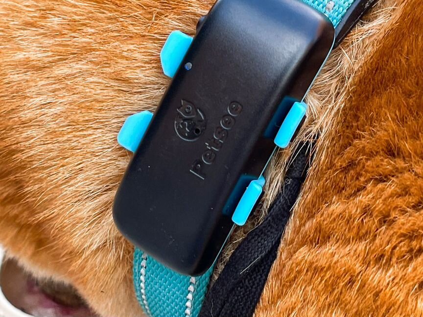 Gps ошейник для охотничьей собаки