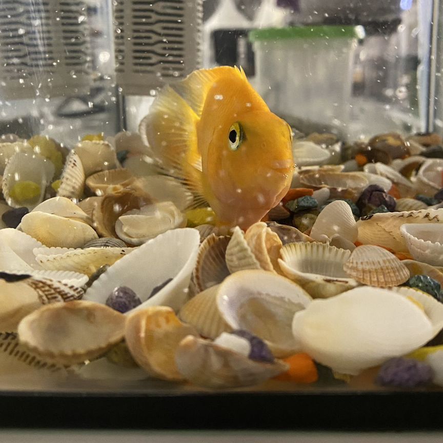 Аквариумная рыба попугай