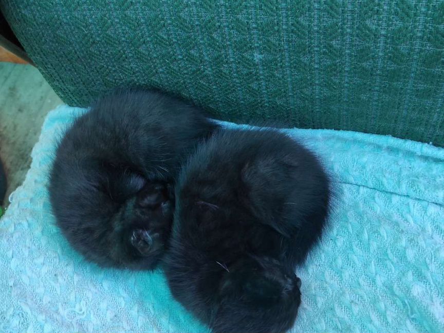 Отдаём котят в добрые руки, две девочки