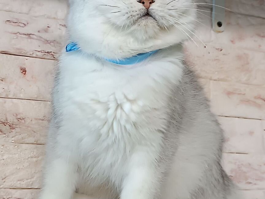 Британский котик