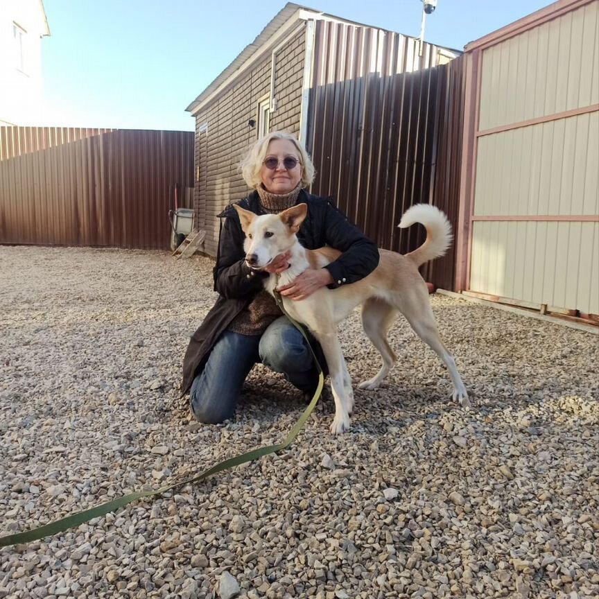 Собака компаньон