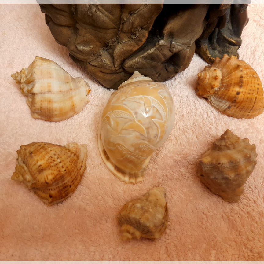 Красивые морские ракушки