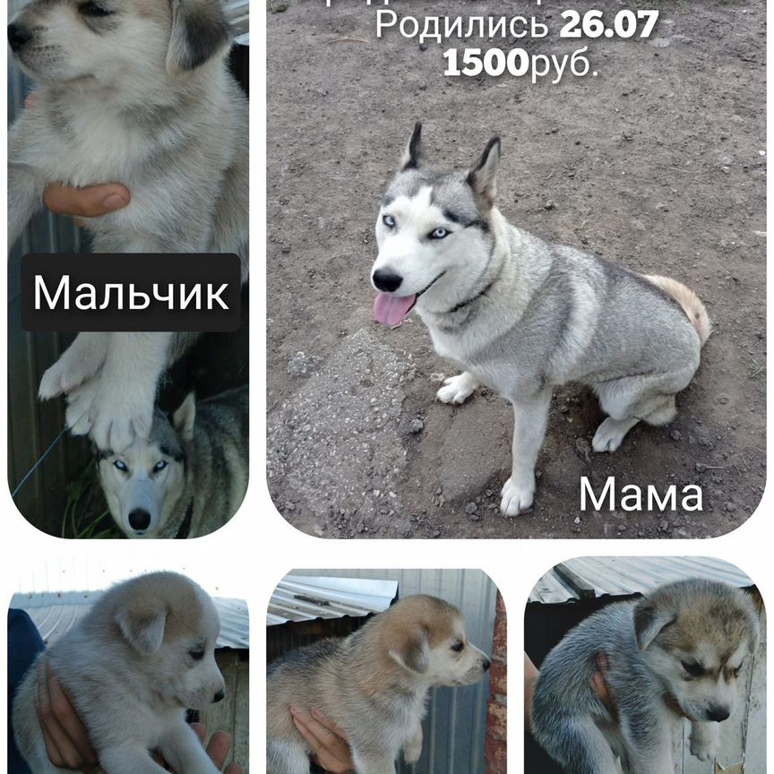 Щенки Хаски 1 месяц