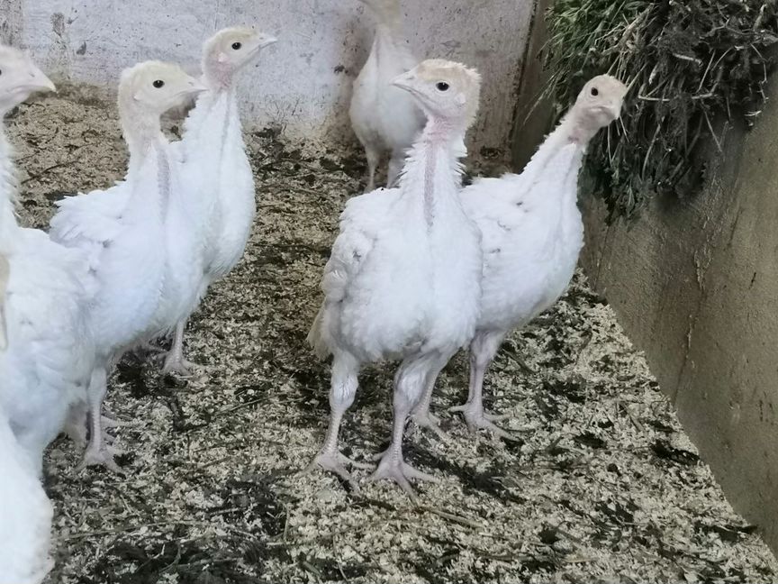 Индюшата подрощенные