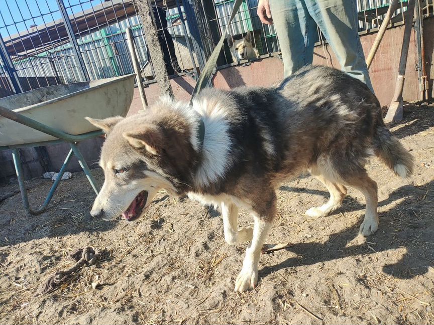 2 старичка с Усть Ишима ищут дом