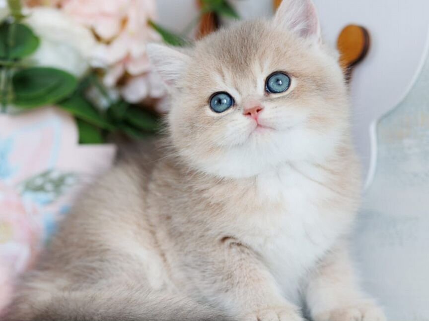 Британская шиншилла котята