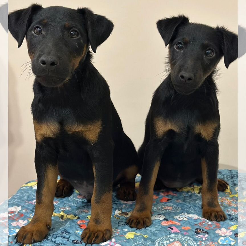 Немецкий охотничий терьер, щенок