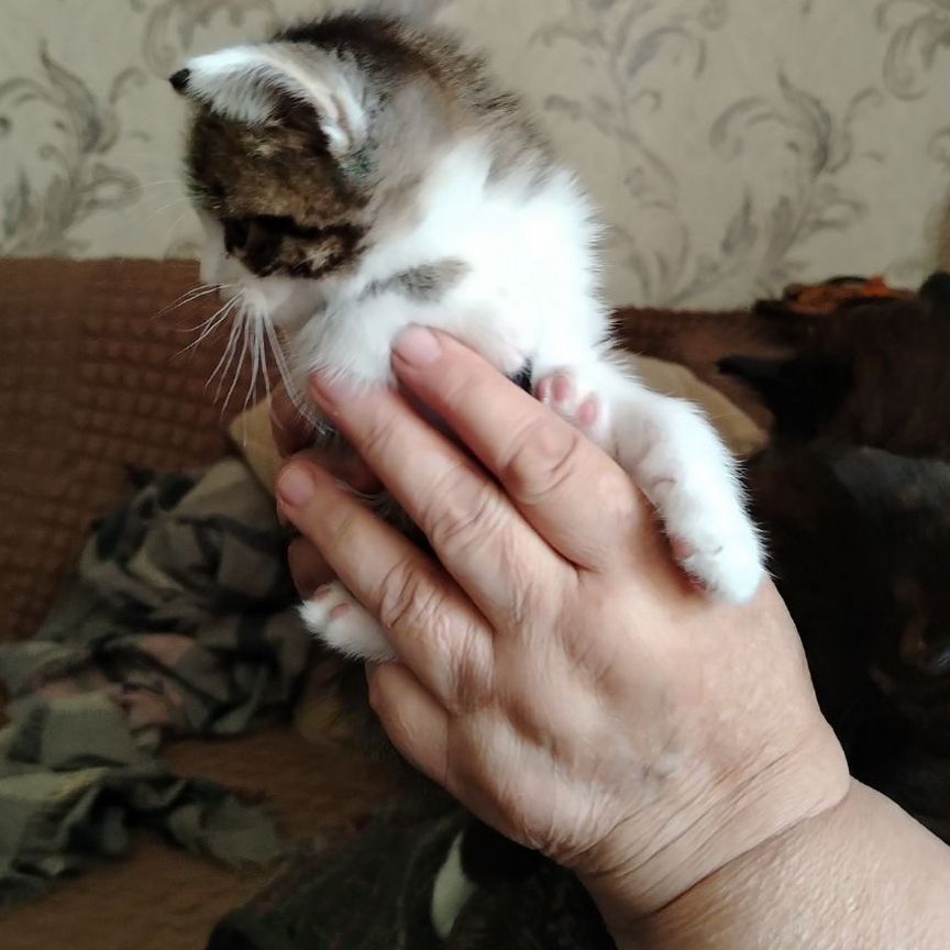 Котёнок в добрые руки