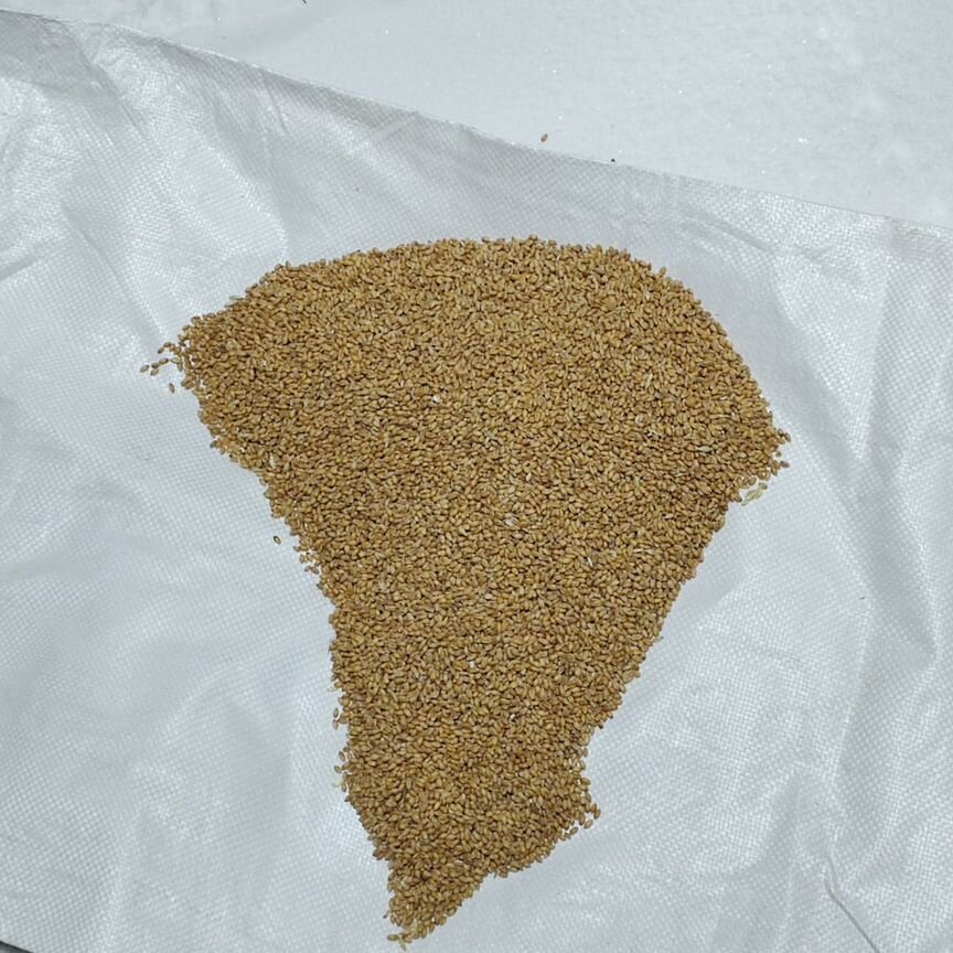 Зерно пшеница ячмень