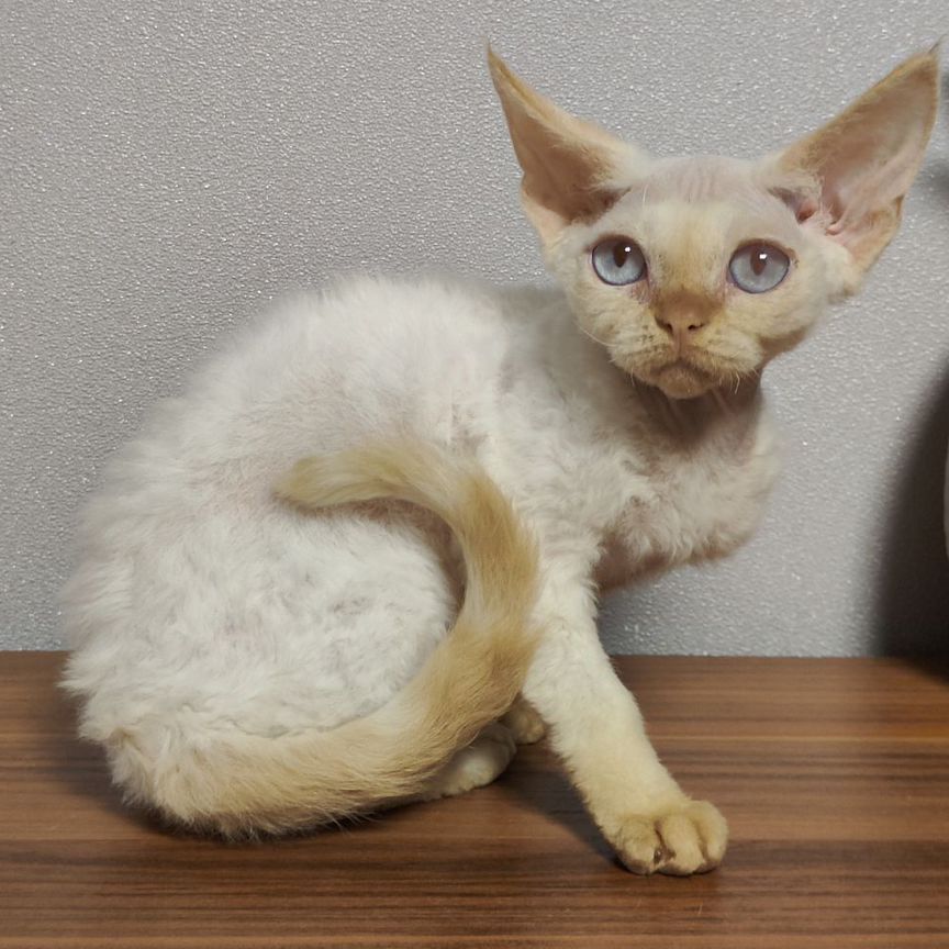 Девон-рекс котёнок