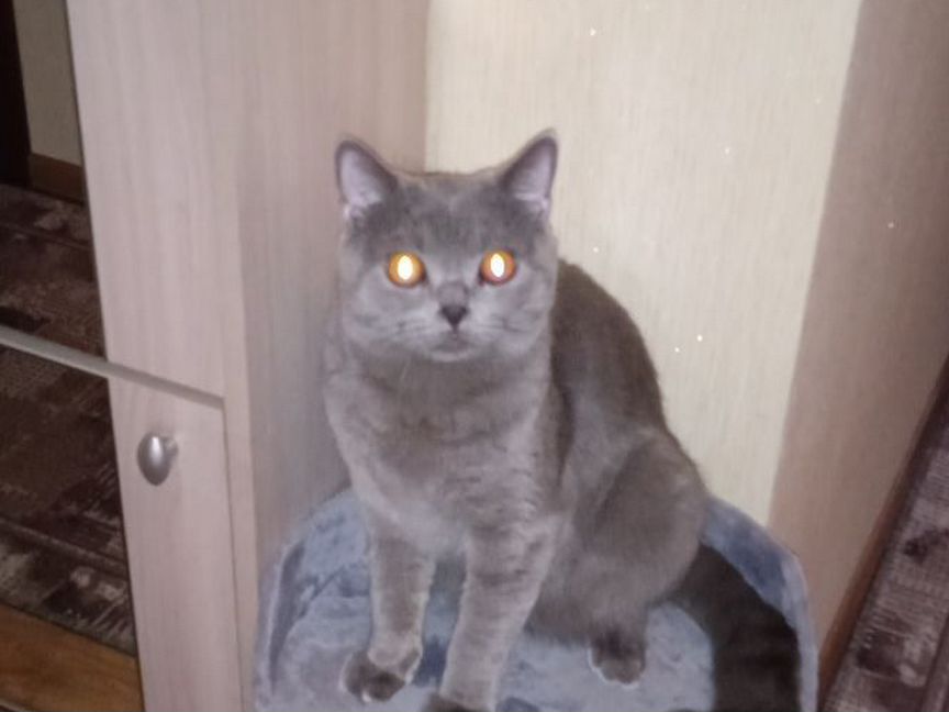 Молодой домашний котик