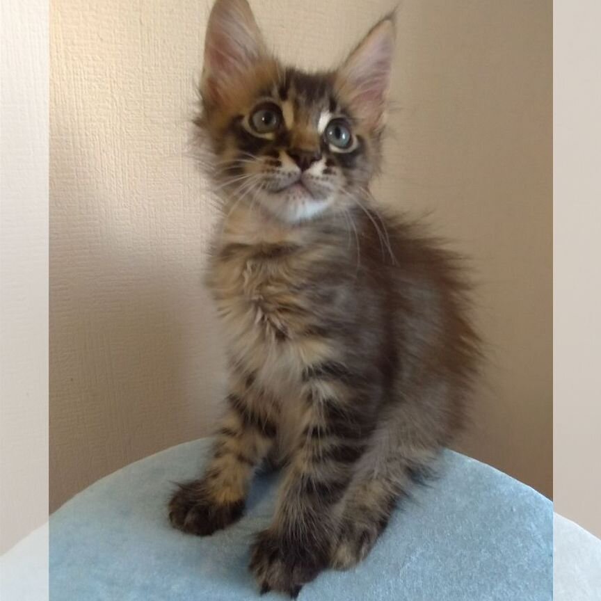Котенок мальчик мейн-кун