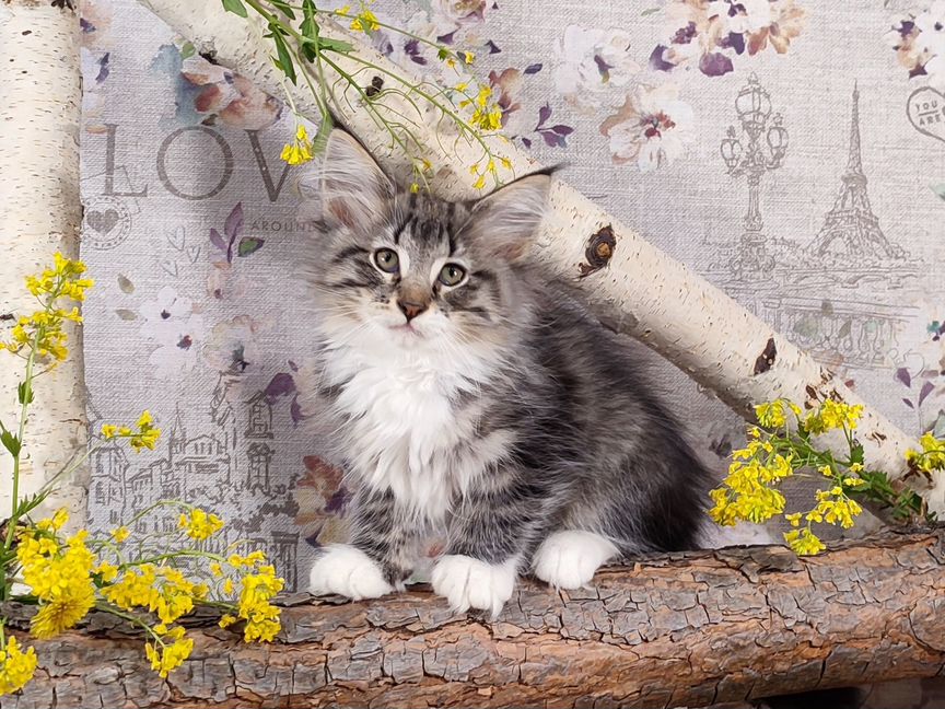 Норвежские лесные котята с родословн