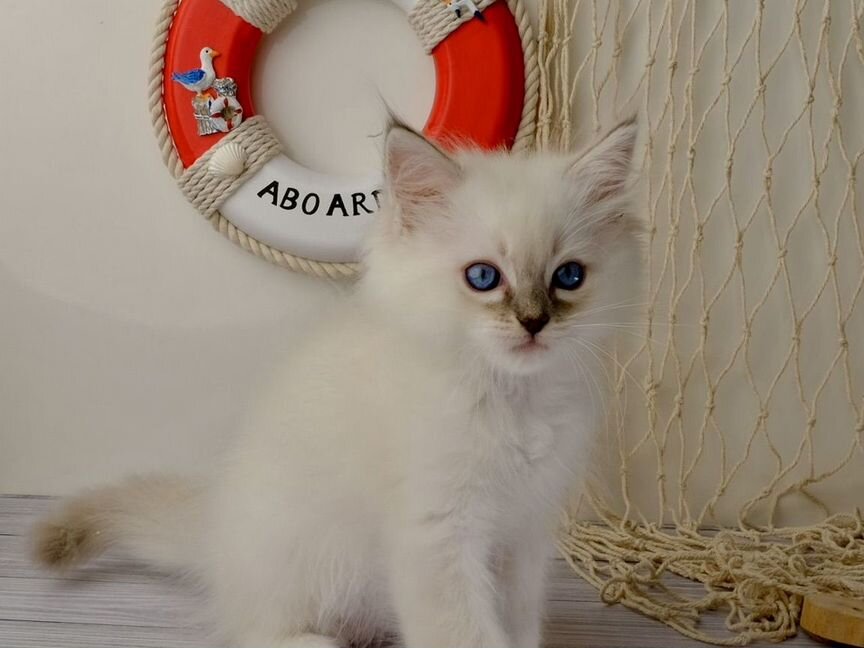 Котенок рэгдолл (ragdoll) от питомника