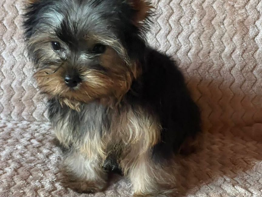 Йоркширский терьер щенки