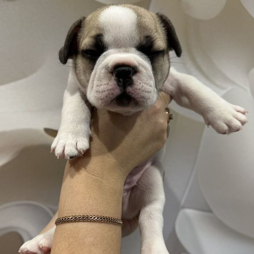 Французский бульдог, щенок