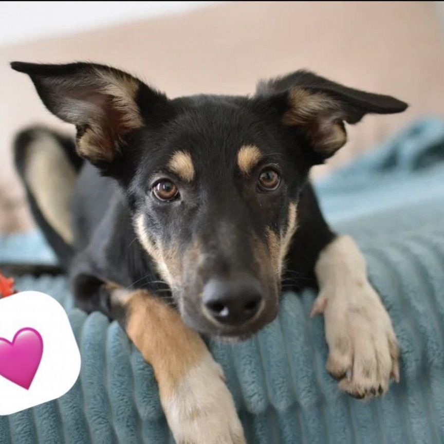 Классный щенок мальчик