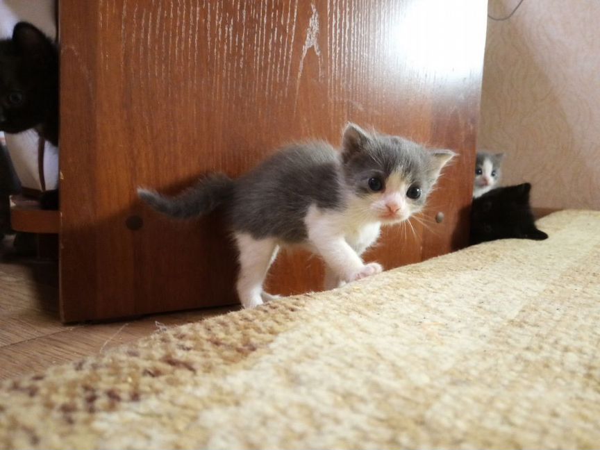 Котята в добрые руки
