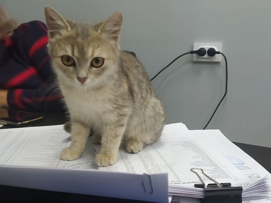 Отдам в добрые руки