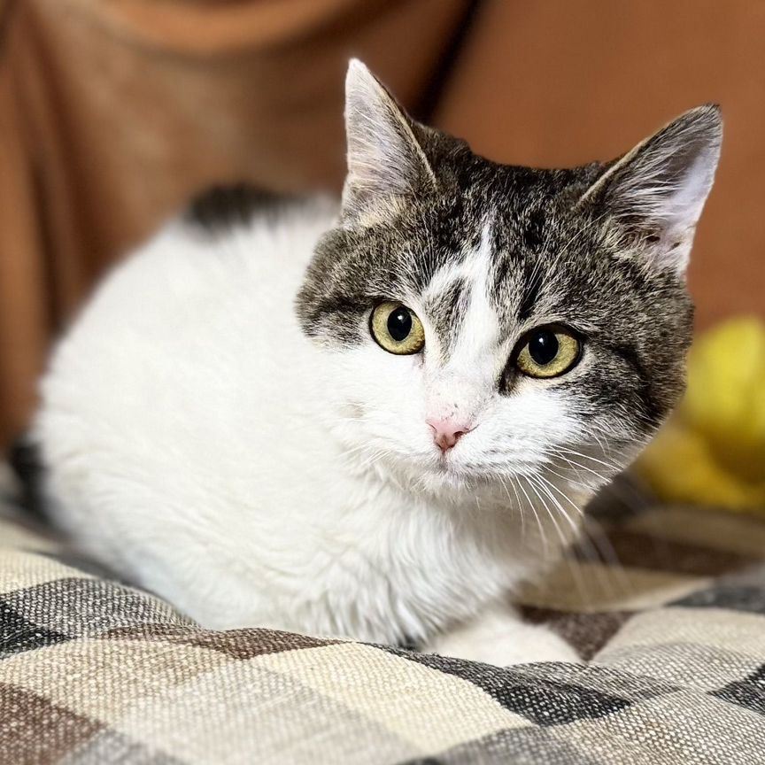 Котенок мальчик 6 месяцев