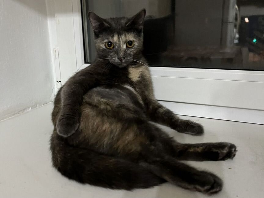 Кошка