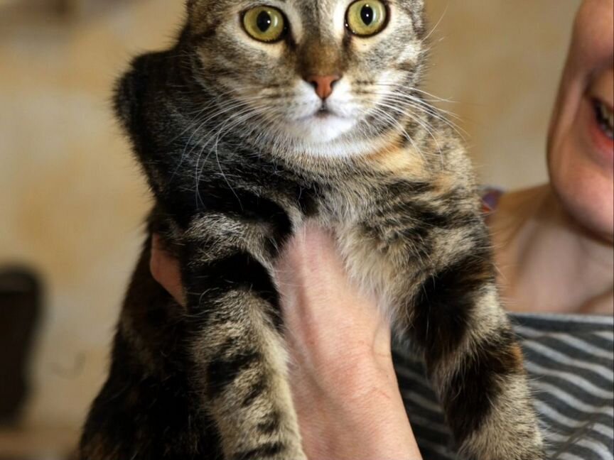 Кошки в добрые руки