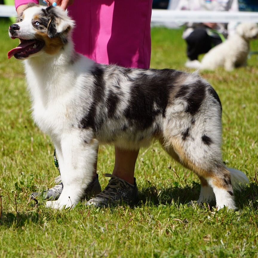 Австралийская овчарка аусси щенки