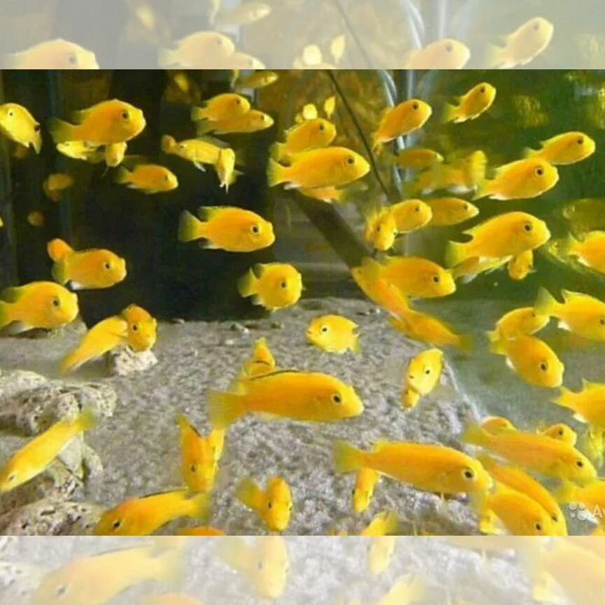 Лабидохромис еллоу рыбки