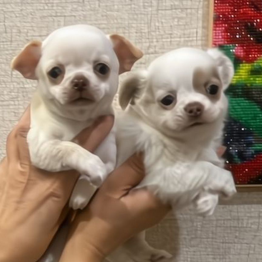 Чихуахуа, щенок