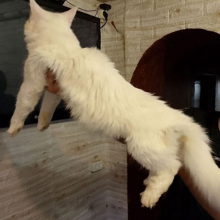 Мейн-кун котёнок