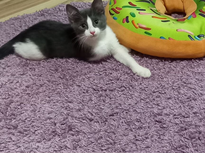 Отдам котика в добрые руки