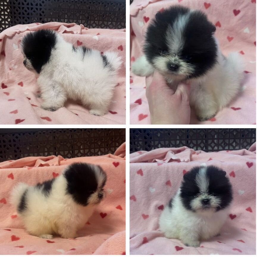 Померанский шпиц, щенок